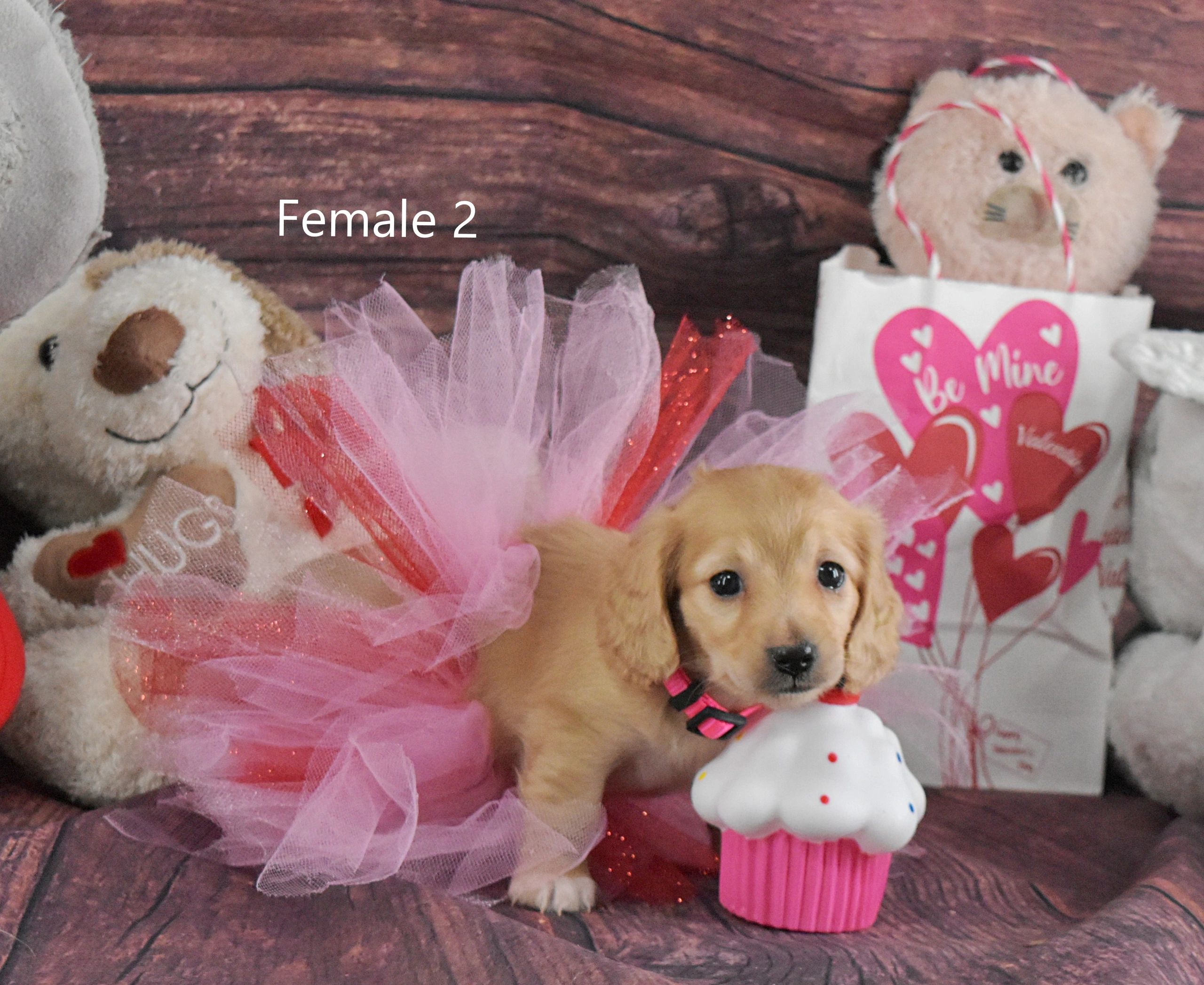 Dachshund - Dachshund